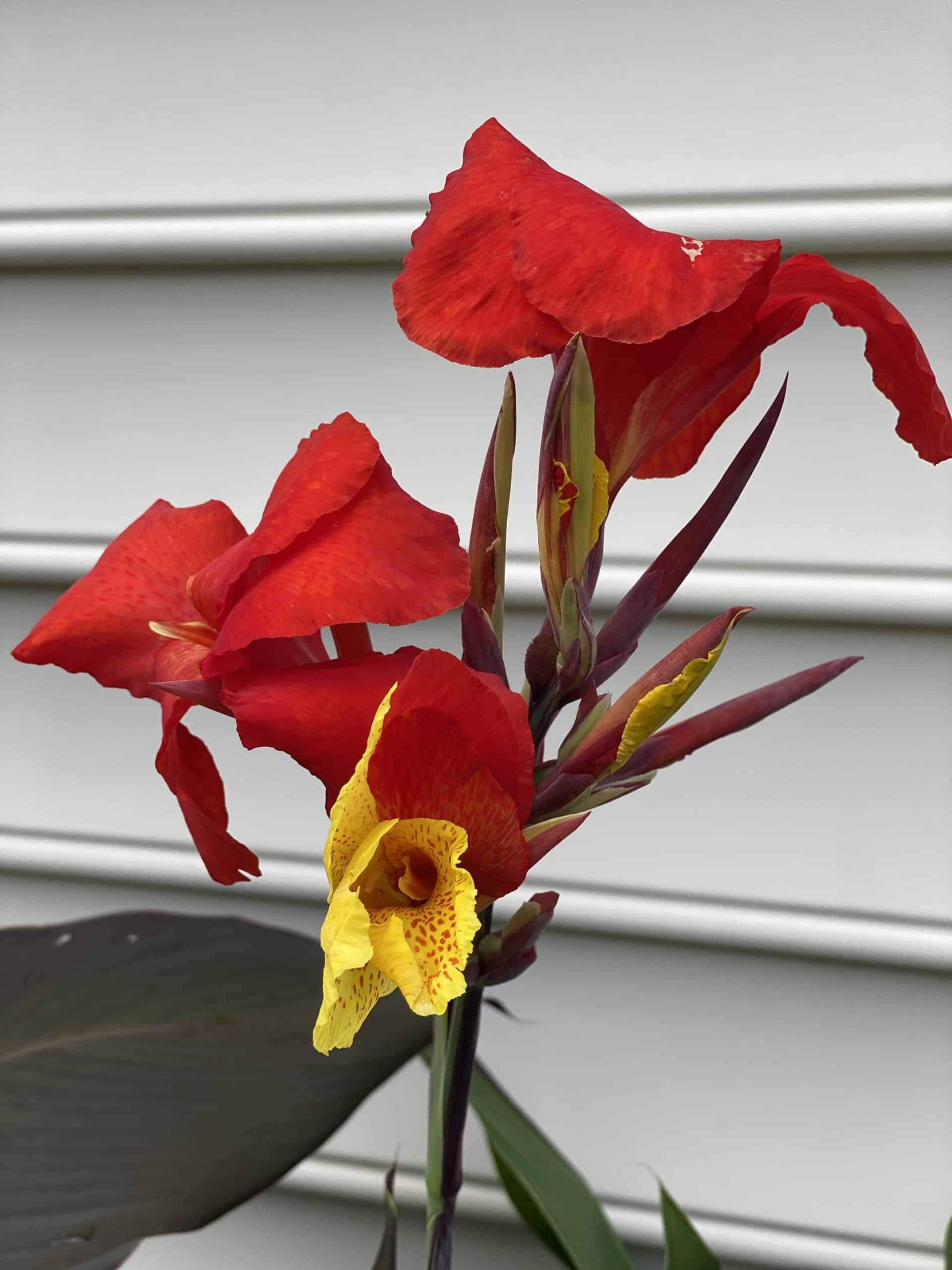 Canna Cleopatra - Plantly