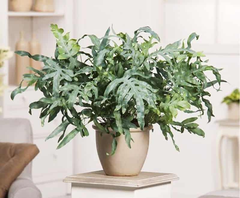 Blue Star Fern Plant Care | Plantly