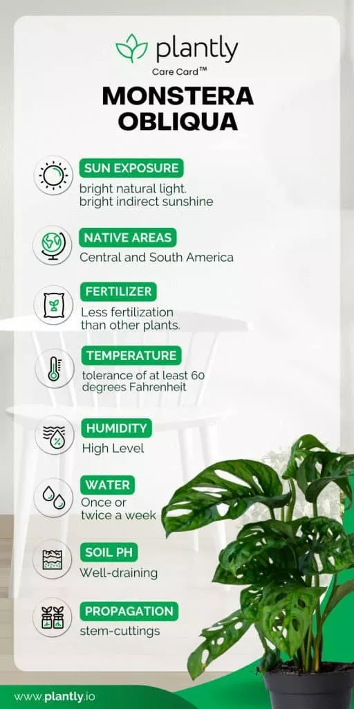 Monstera Obliqua Plant Care | Plantly