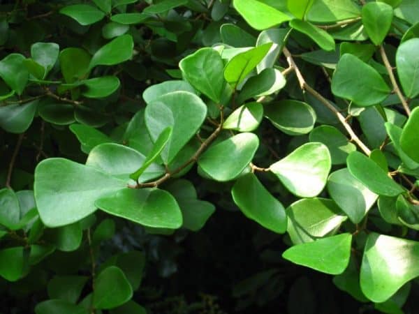 Ficus Triangularis Plant Care Guide | Plantly