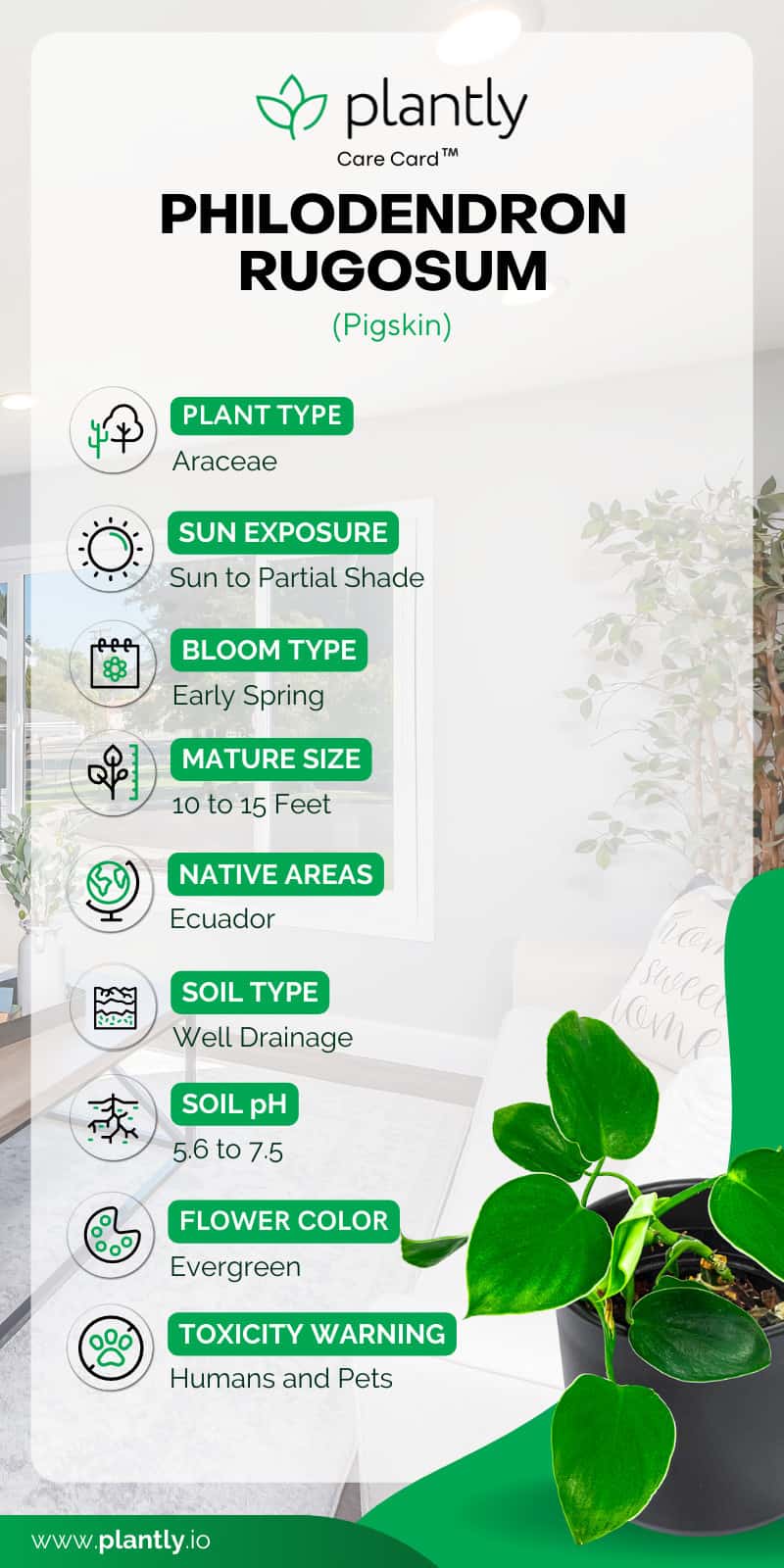 Philodendron Rugosum Plant Care | Plantly