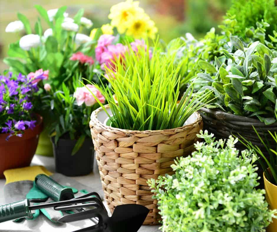 Buy Plant Bundles | Plant bundles for sale online | Plantly