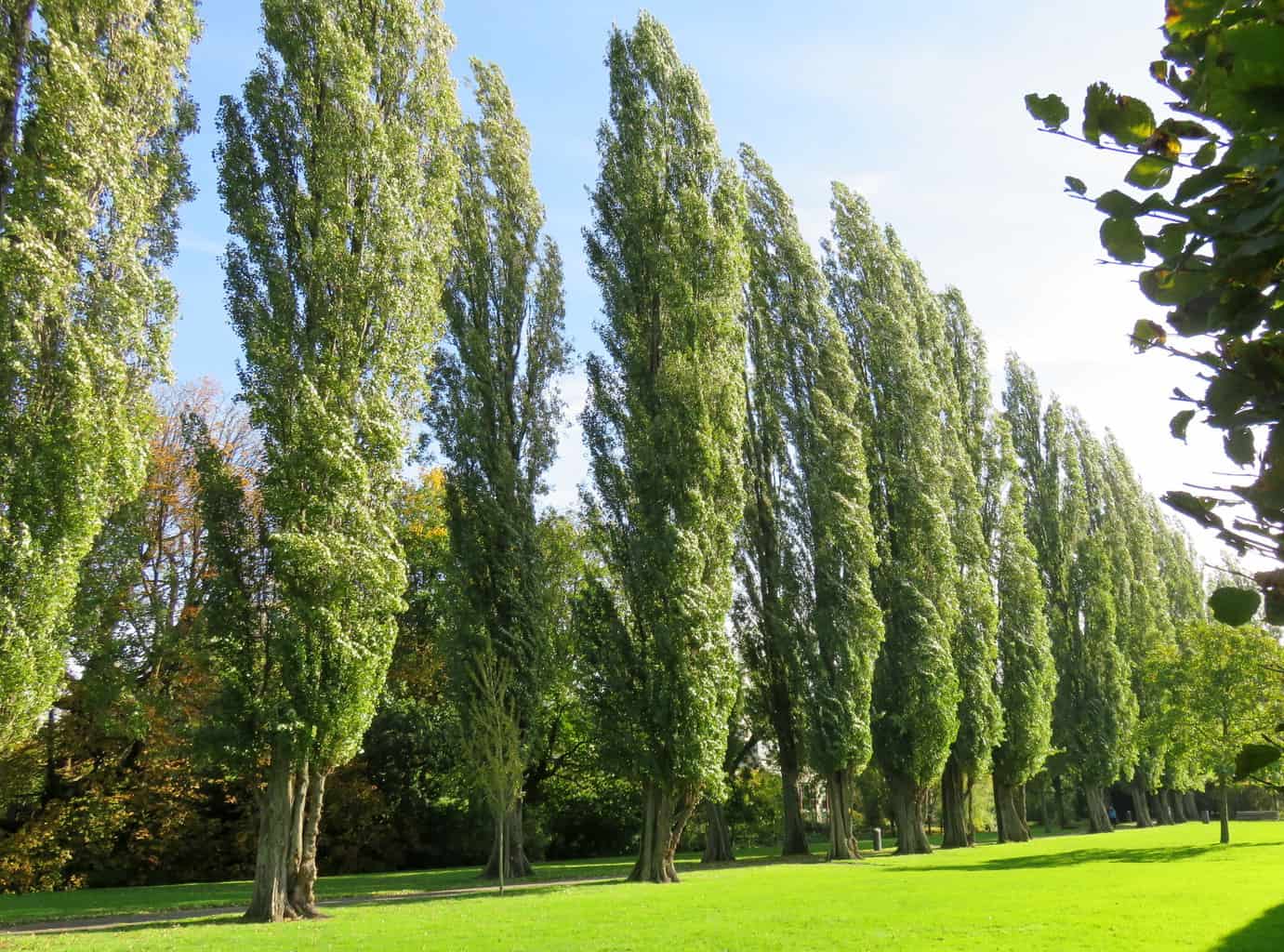 Essential Hybrid Poplar Tree Care | Plantly