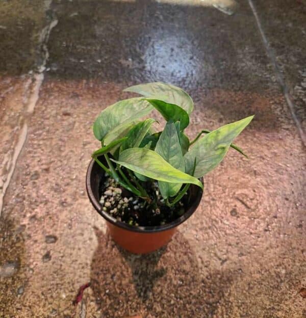 Cebu Blue Plant Care & Complete Growing Guide | Plantly