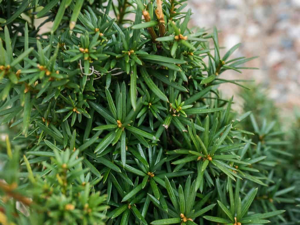 Hicks Yew Plant Care | Plantly