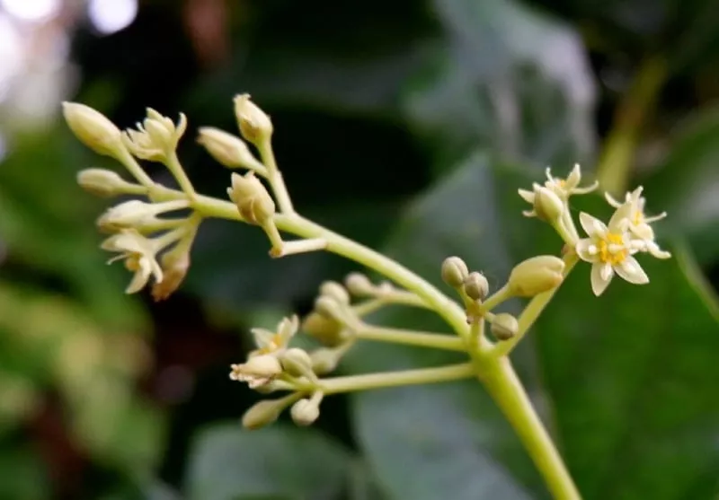 Transform an Avocado Seed into a Healthy Plant | Plantly