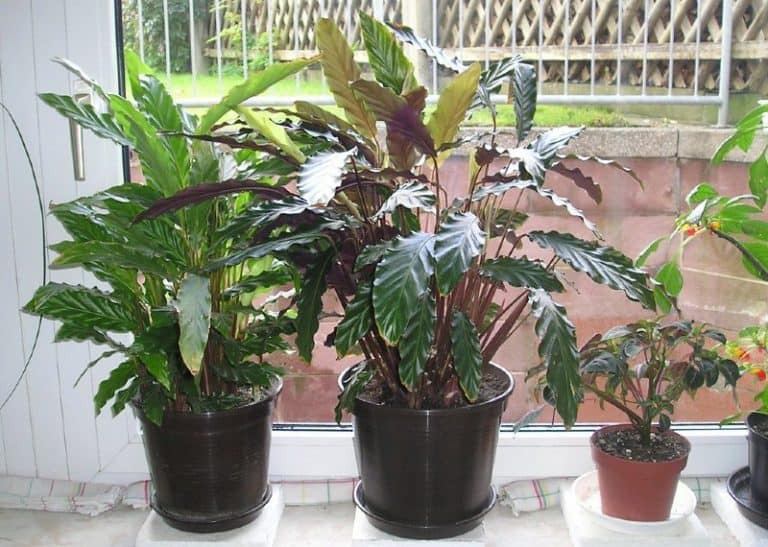 Calathea Rufibarba Plant Care Guide | Plantly