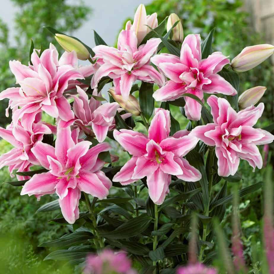 Lily 'Roselily' Samantha Plant Care Guide | Plantly