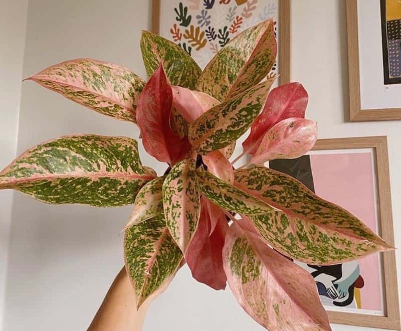 Aglaonema Varieties | Plantly
