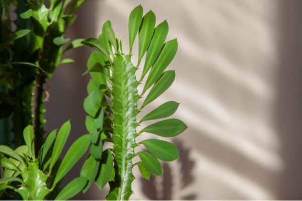 African Milk Tree Plant Care Guide | Plantly