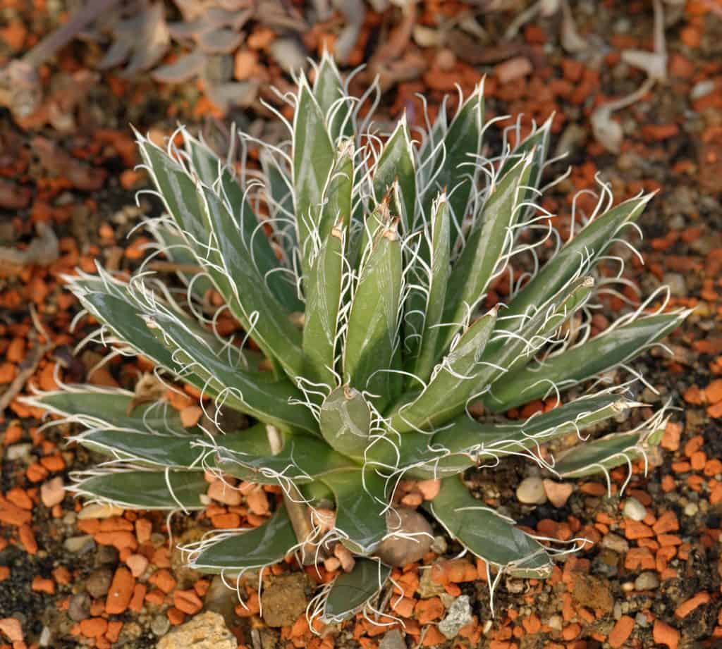 Agave Attenuata Plant Care Guide | Plantly