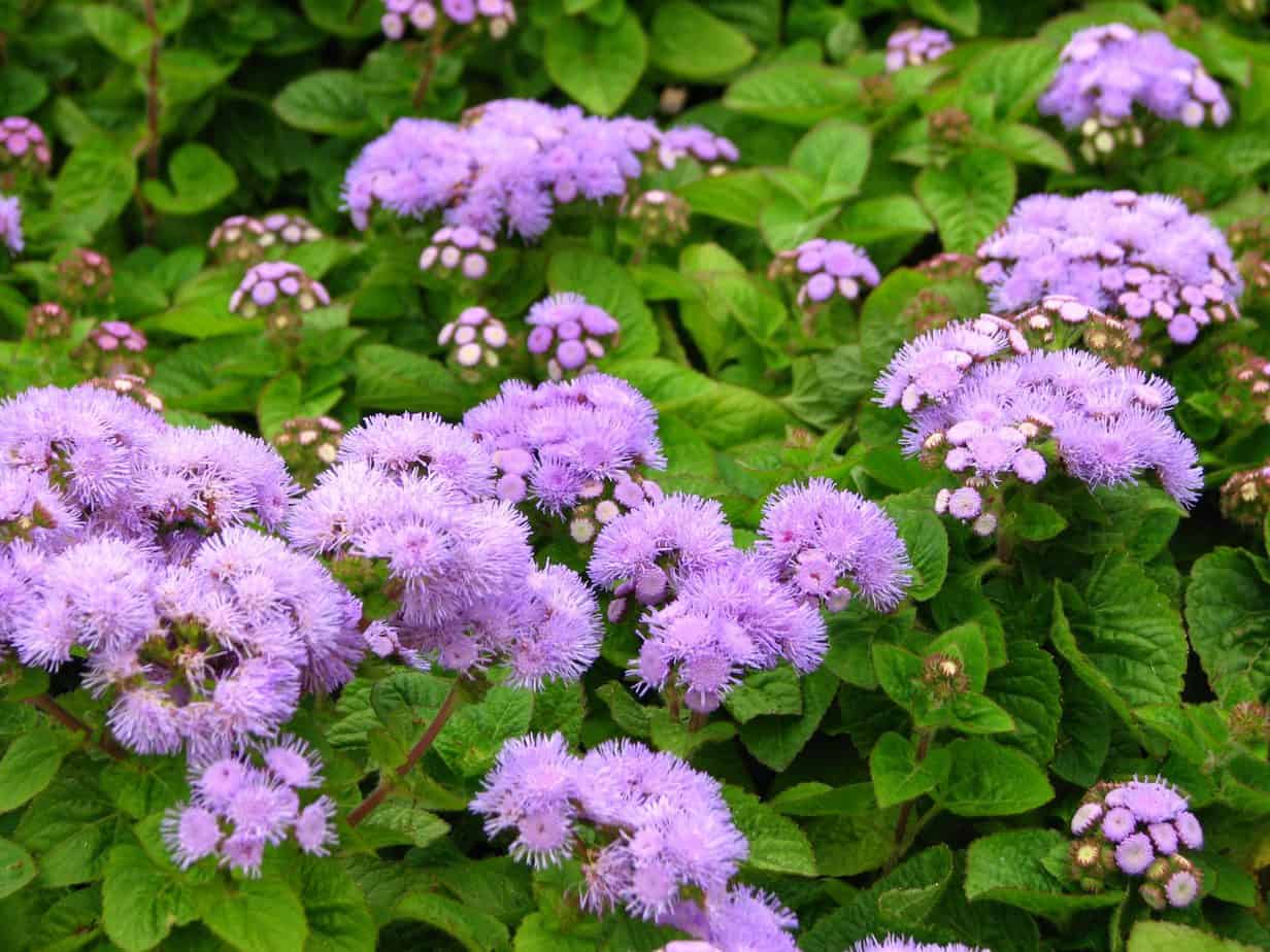 Expert Tips On How To Care Ageratum Plant | Plantly