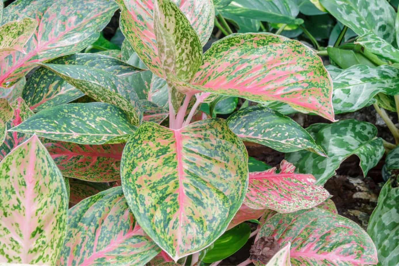 How to Care Aglaonema commutatum Plant | Plantly