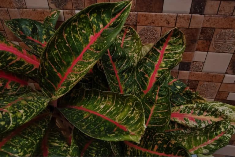 Aglaonema Varieties: You Need To Know | Plantly