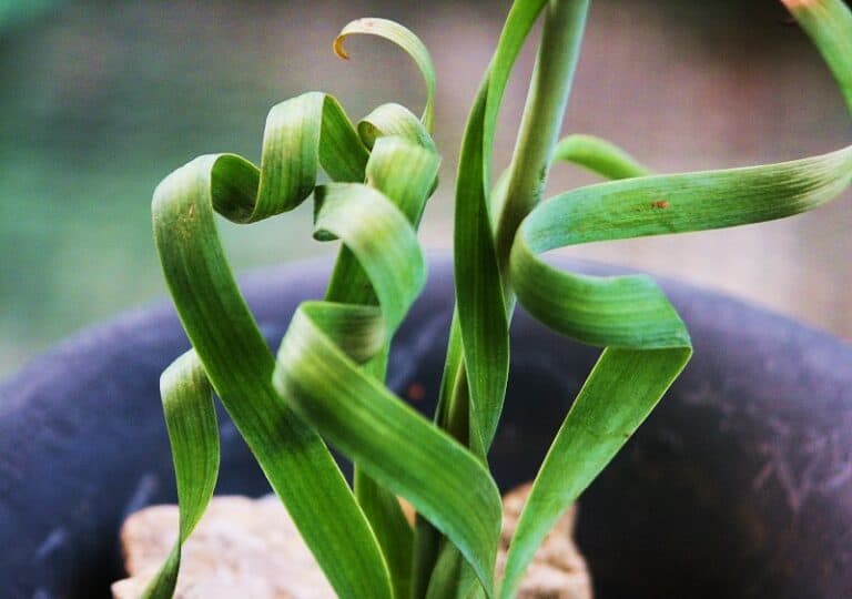 Albuca Spiralis Plant Care Guide | Plantly