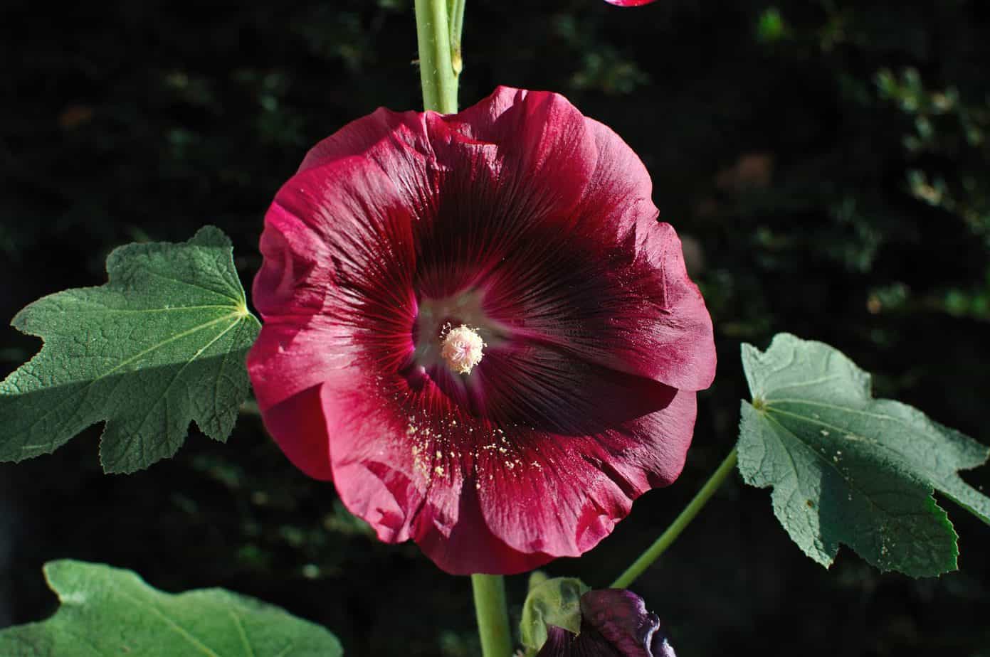 Rose Mallow Plant Care | Plantly