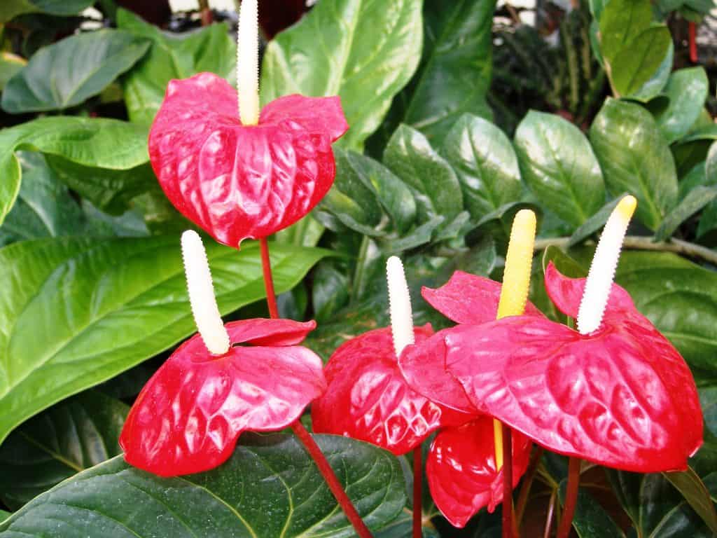 Best Anthurium Varieties You Can Grow at Home | Plantly