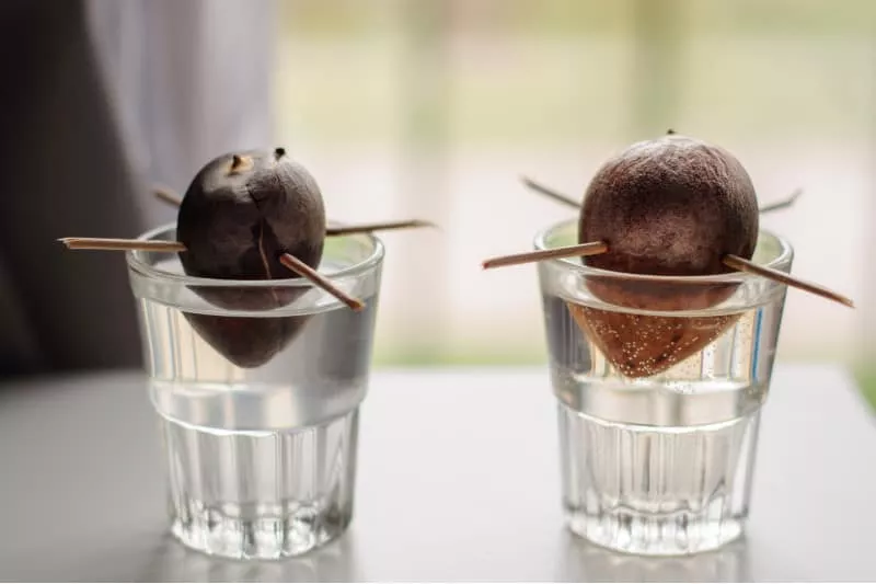 Transform an Avocado Seed into a Healthy Plant | Plantly