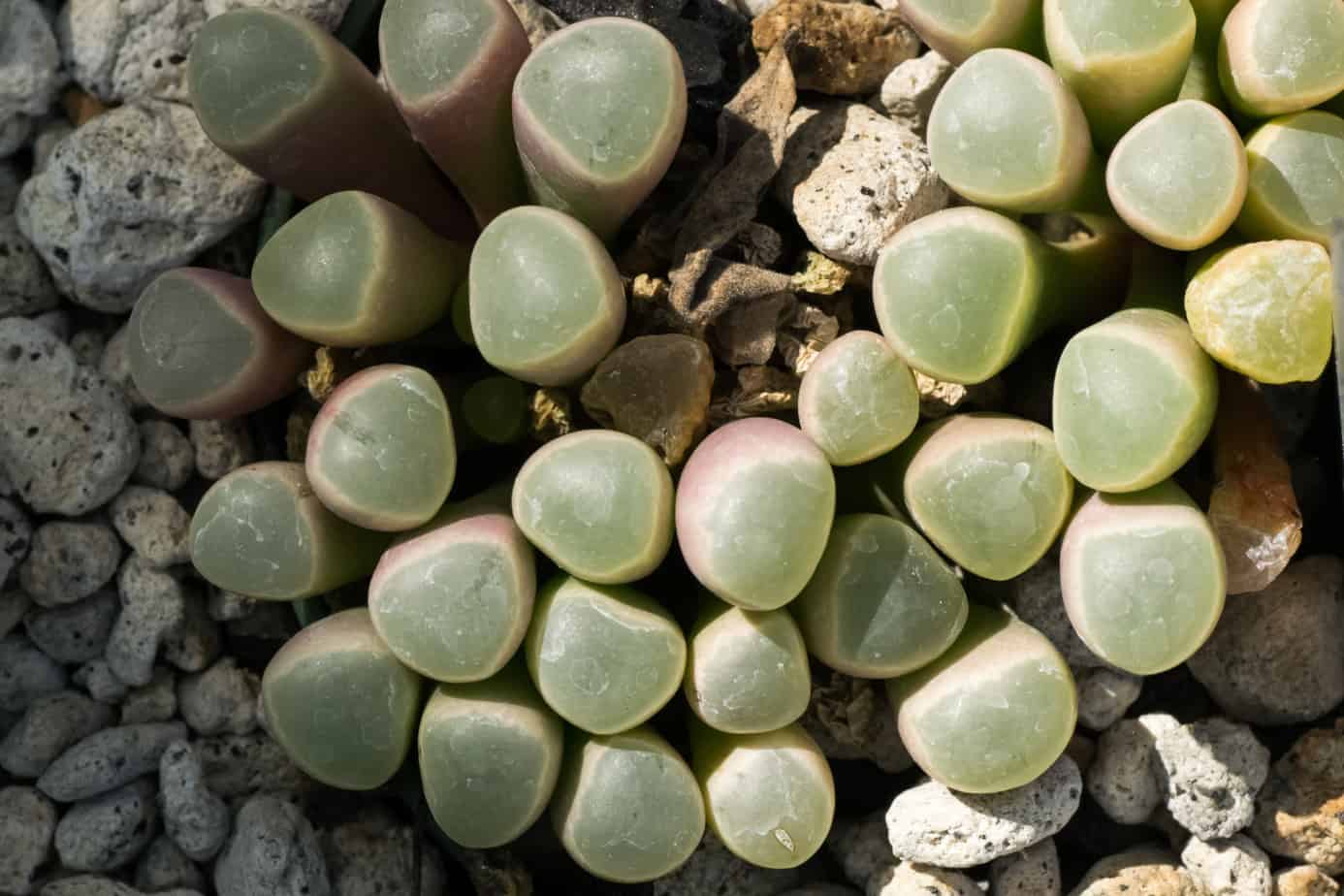 How to Grow And Care Baby Toes Succulent? | Plantly