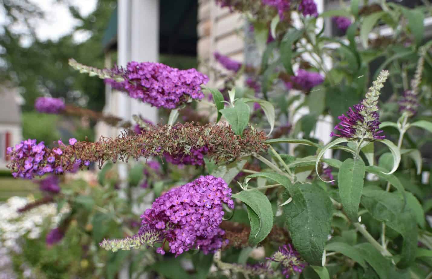 10 Native Alternatives to Invasive Plants | Plantly