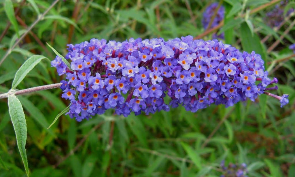 Dwarf Butterfly Bush Plant Care | Plantly