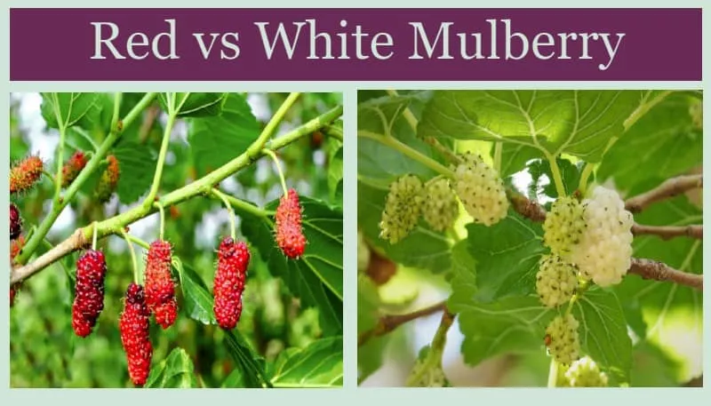 Mulberry Tree Care & Growing Guide | Plantly