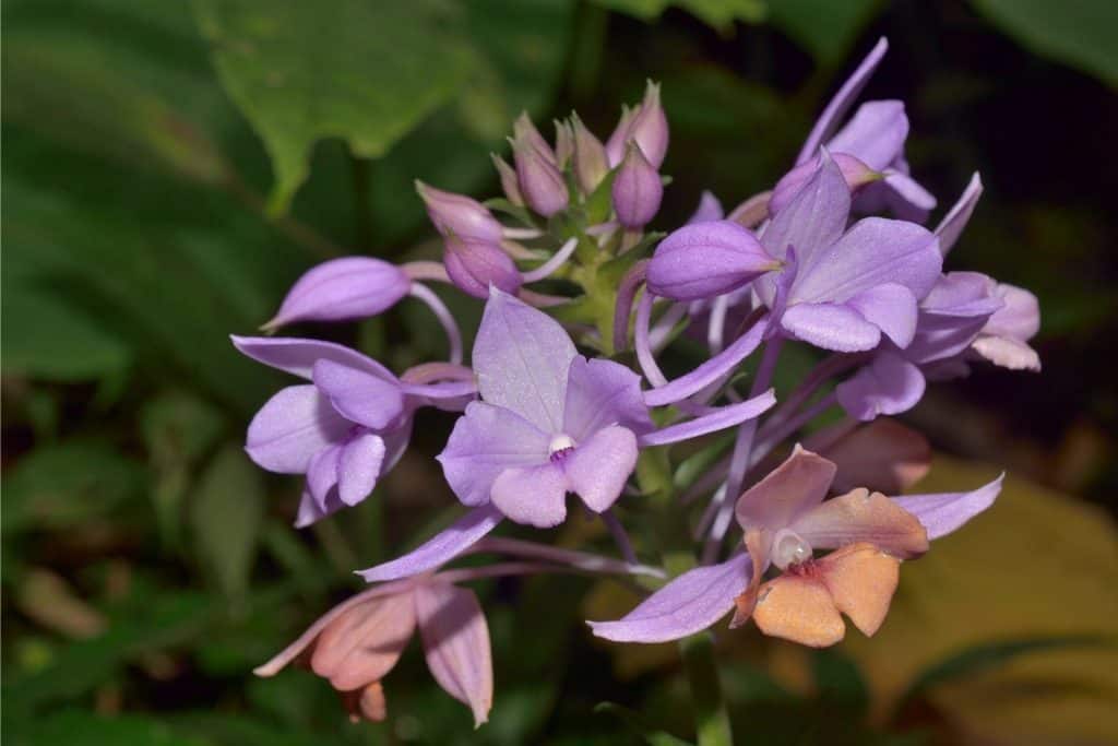 Calanthe Orchid Care Guide And Tips | Plantly