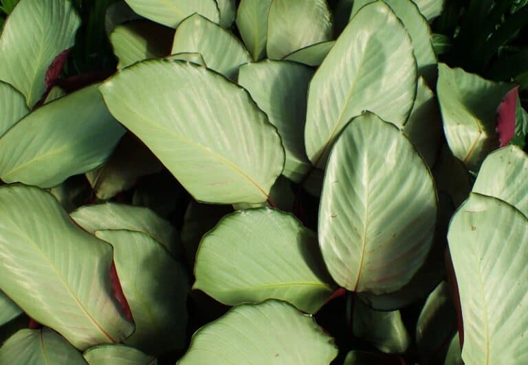 Calathea Beauty Star Plant Care Guide | Plantly