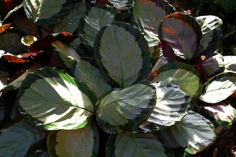 Stunning Varieties of Calathea Lutea for Your Garden | Plantly