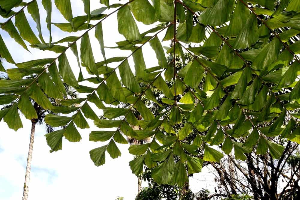 Fishtail Palm Plant Care | Plantly