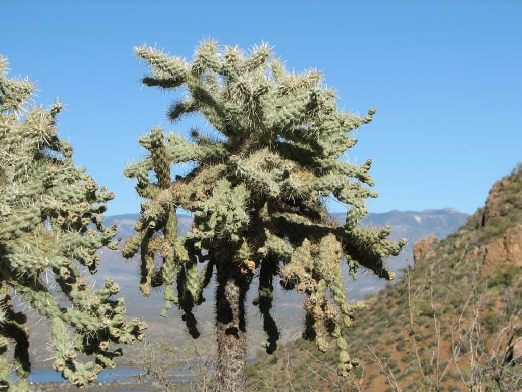 Cholla Cactus Plant Care | Plantly