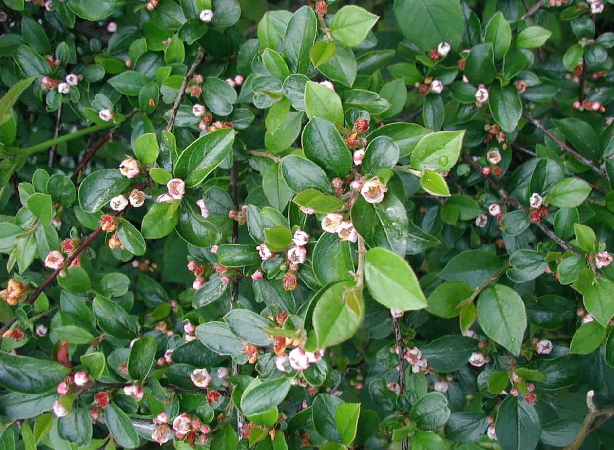Cotoneaster Plant Care | Plantly