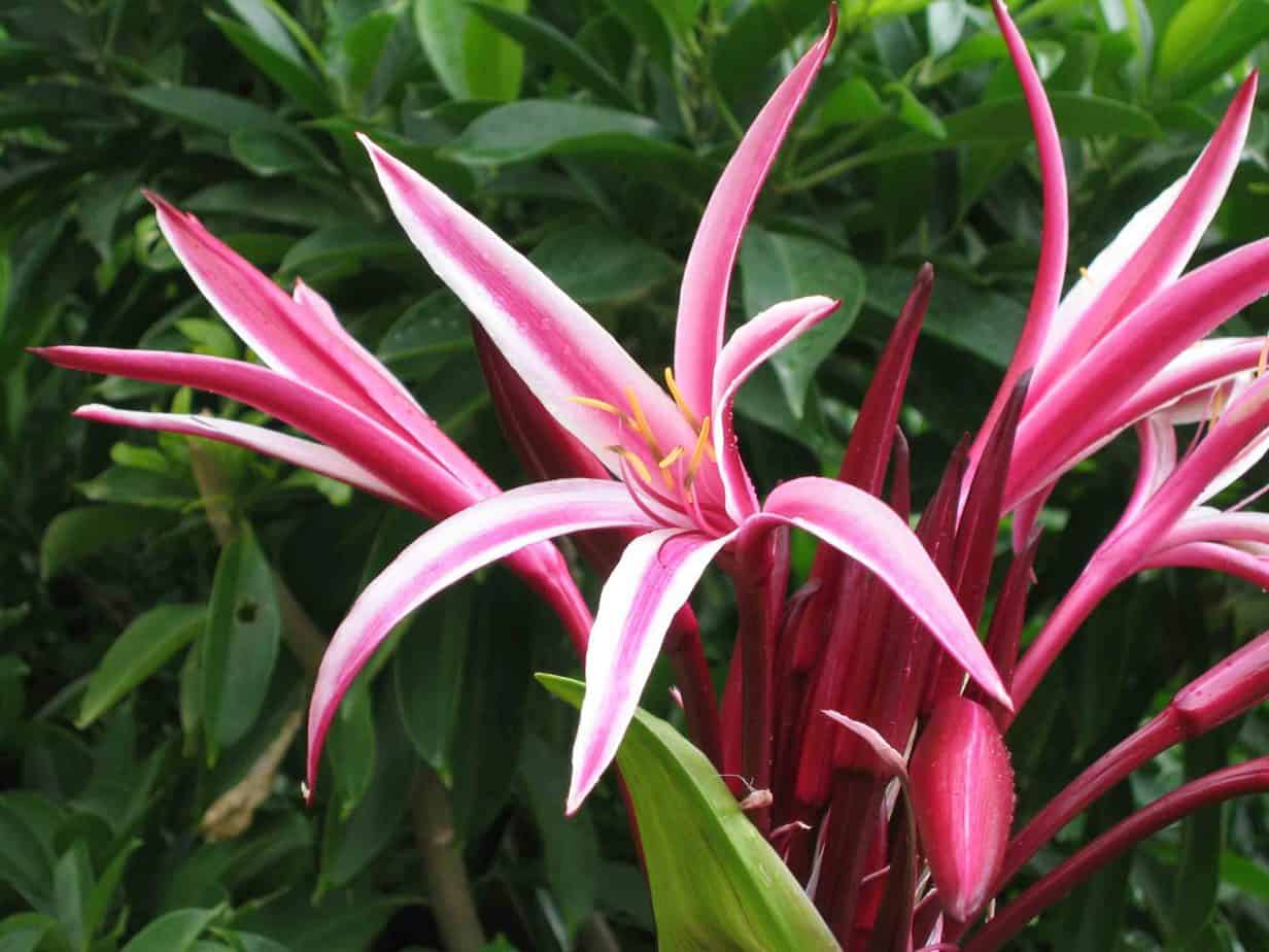 Spider Lily Care & Growing Guide | Plantly