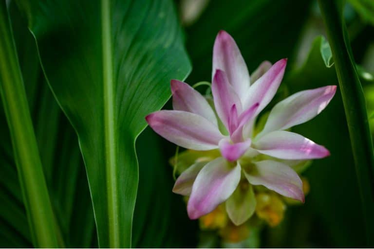 How to Grow and Care for Cucurma Plant | Plantly