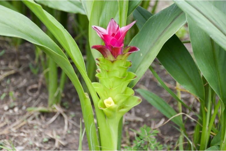 How to Grow and Care for Cucurma Plant | Plantly