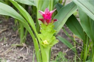 How to Grow and Care for Cucurma Plant | Plantly