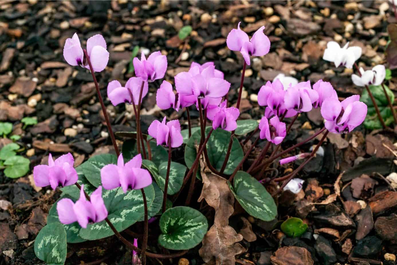 Perfect Tips to Grow and Care For Cyclamen Plant | Plantly