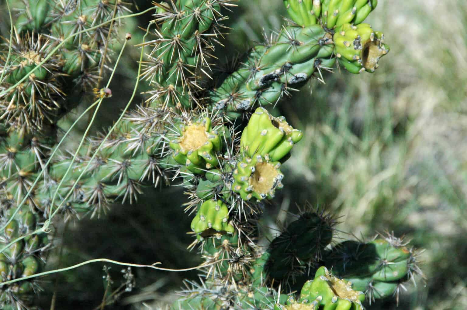 Cholla Cactus Plant Care | Plantly