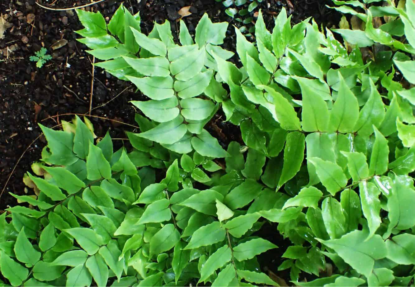 Holly Fern Plant Care | Plantly