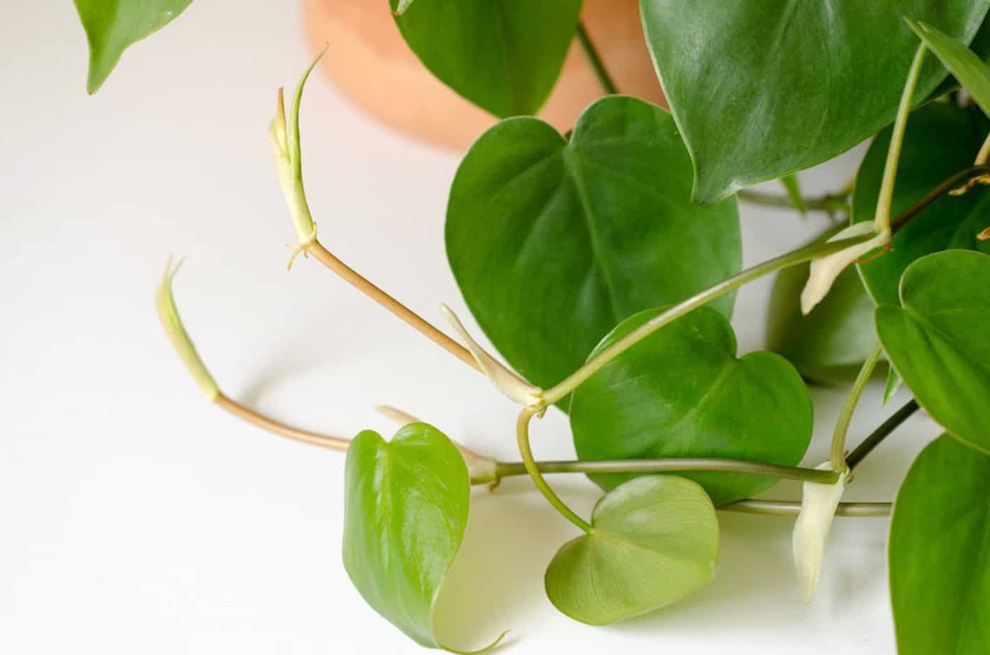 Philodendron Hederaceum Plant Care | Plantly