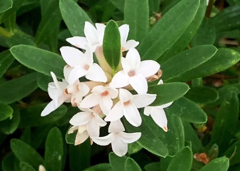 Daphne Eternal Fragrance Plant Care Guide | Plantly