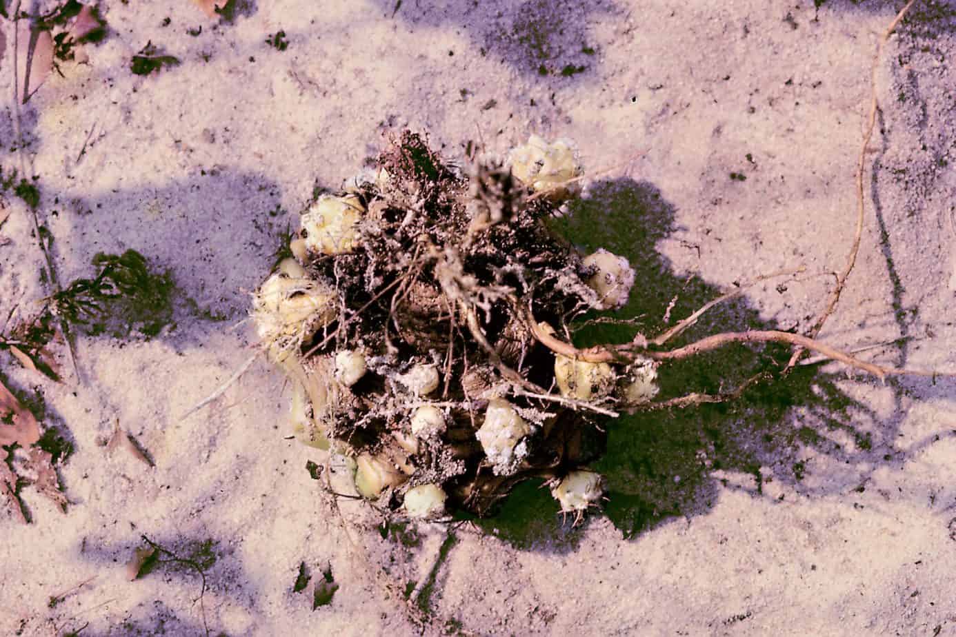 11 Rare Succulents And Where to Buy Them | Plantly