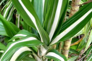 Mass Cane Plant Care and Growing Guide | Plantly