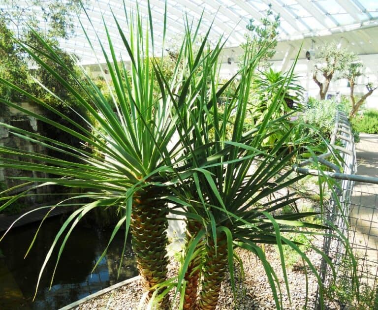 Dracaena Draco Plant Care | Plantly