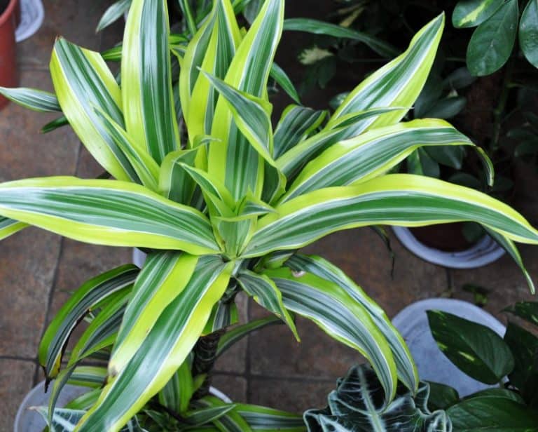 Dracaena Warneckii Plant Care Guide | Plantly