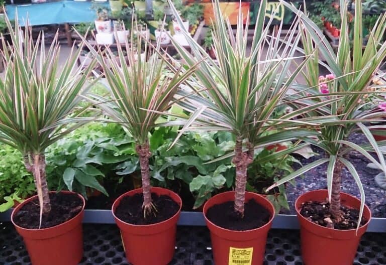 Madagascar Dragon Tree Plant Care | Plantly