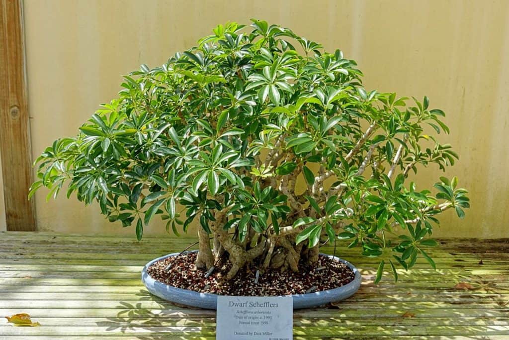 Schefflera Arboricola Plant Care | Plantly