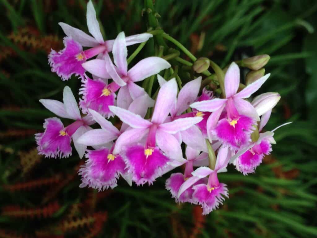 Epidendrum Orchid Plant Care | Plantly