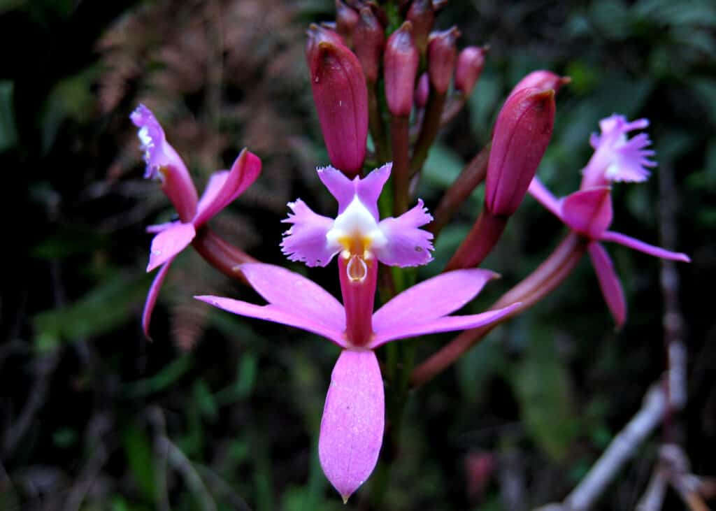 Epidendrum Orchid Plant Care | Plantly