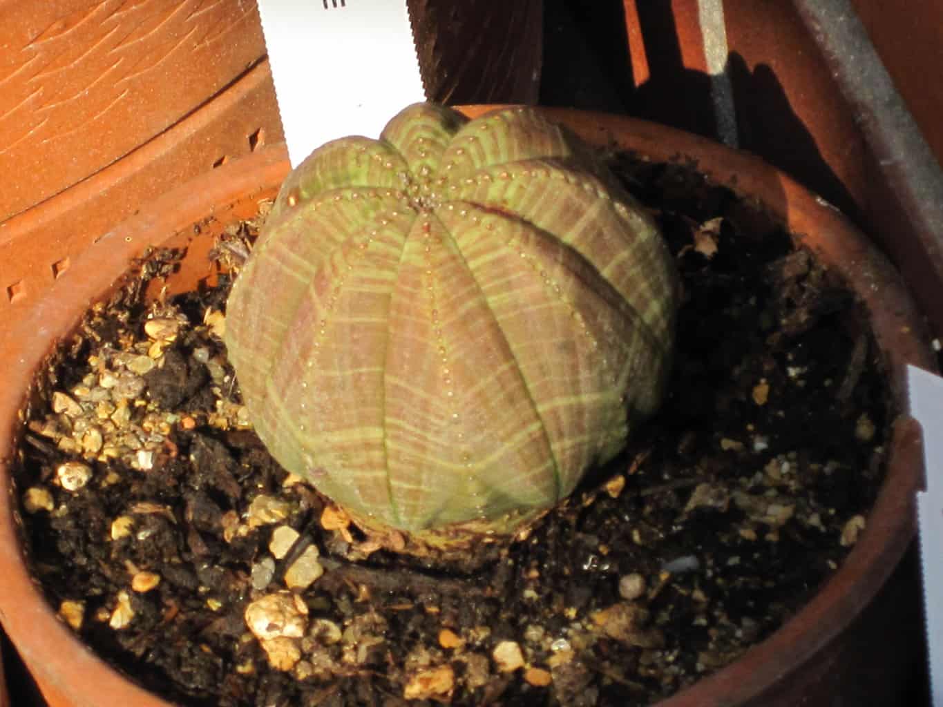 Expert Tips for Guide And Care of Baseball Plant | Plantly